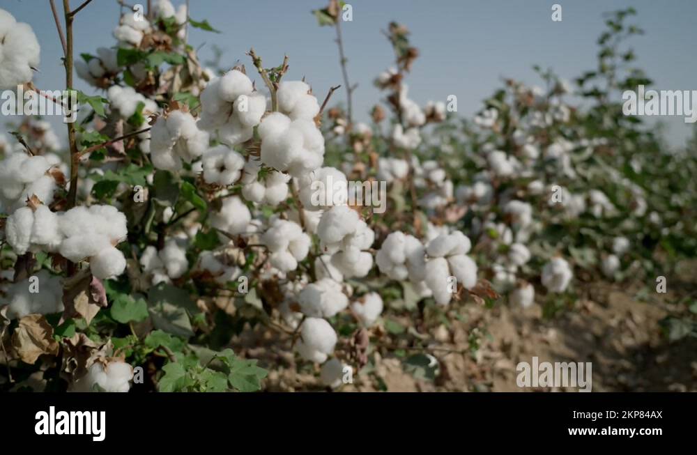 The cotton field is ready for harvesting. A mature bush of high-quality ...