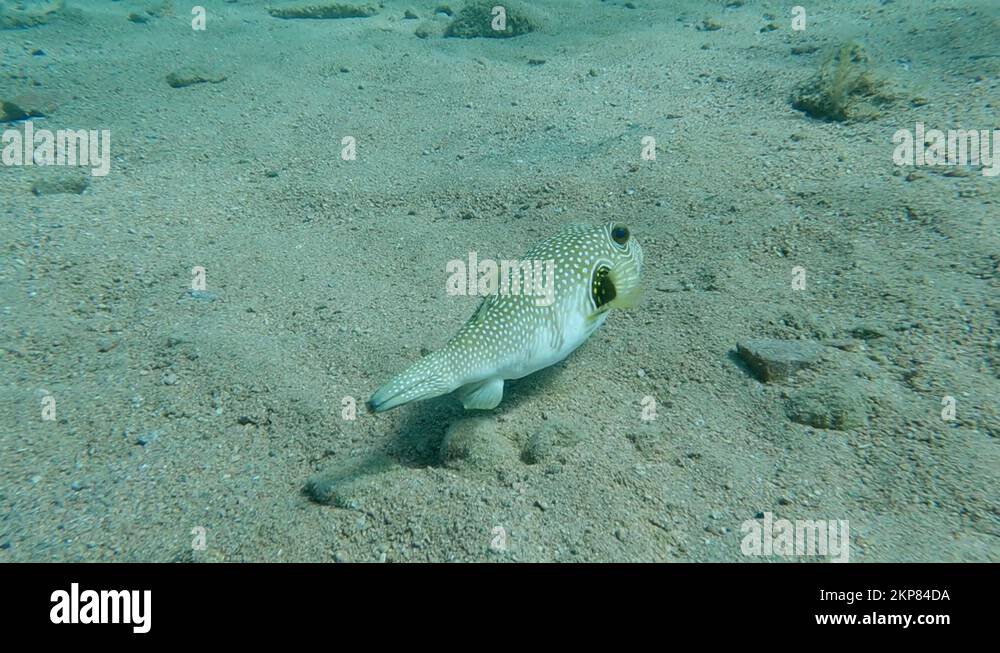 Toadfish egypt Stock Videos & Footage - HD and 4K Video Clips - Alamy