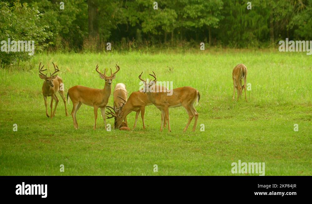 Whitetail deer buck antler Stock Videos & Footage - HD and 4K Video ...
