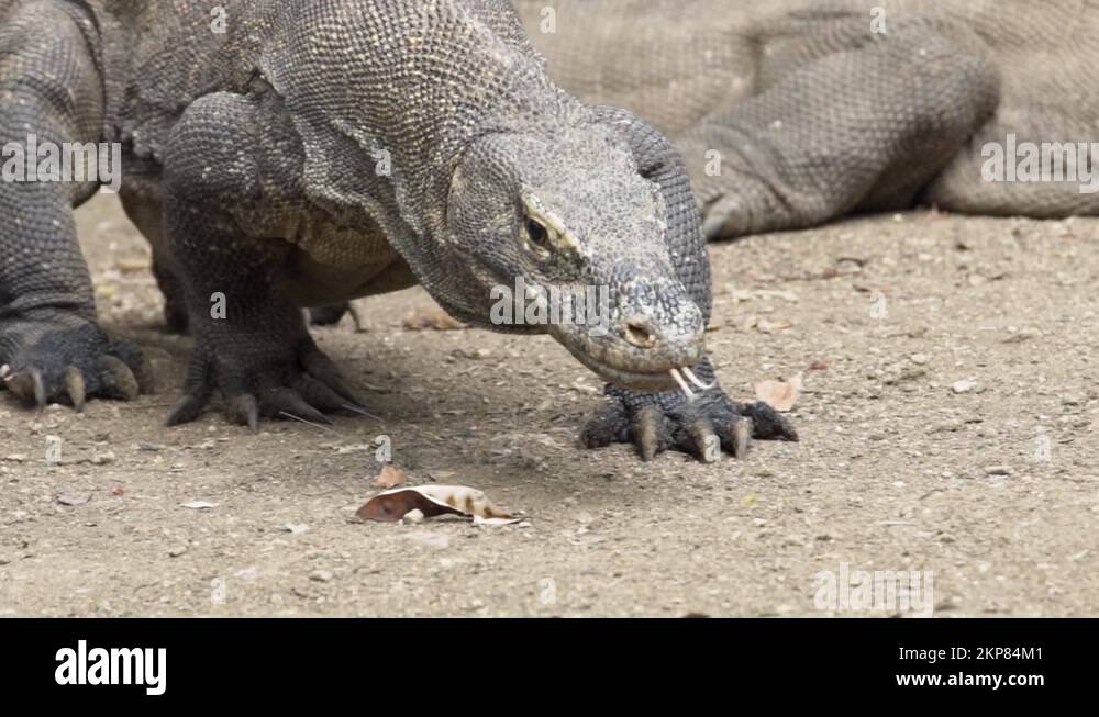 Komodo dragon large dangerous Stock Videos & Footage - HD and 4K Video ...