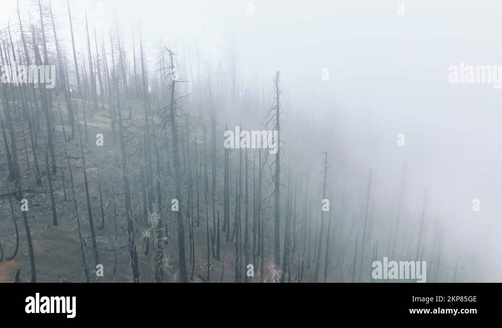 Massive tree damage Stock Videos & Footage - HD and 4K Video Clips - Alamy