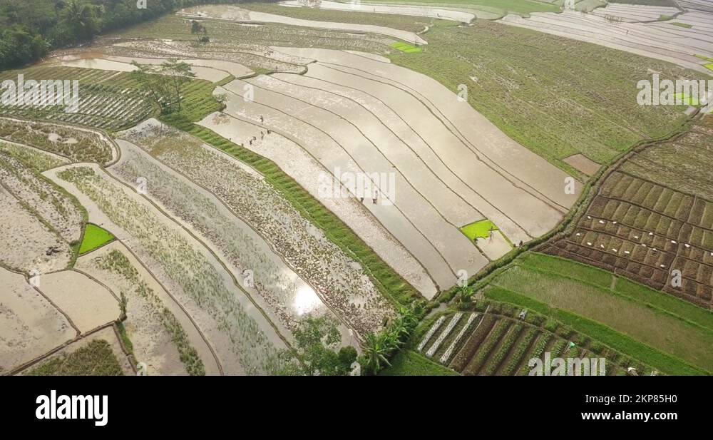 Aerial view of watery rice field and farmers. Flight over of Tonoboyo ...