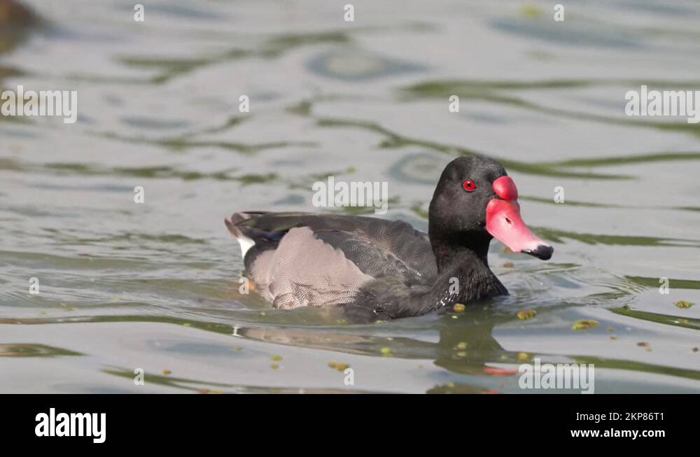 Red beak bill Stock Videos & Footage - HD and 4K Video Clips - Alamy