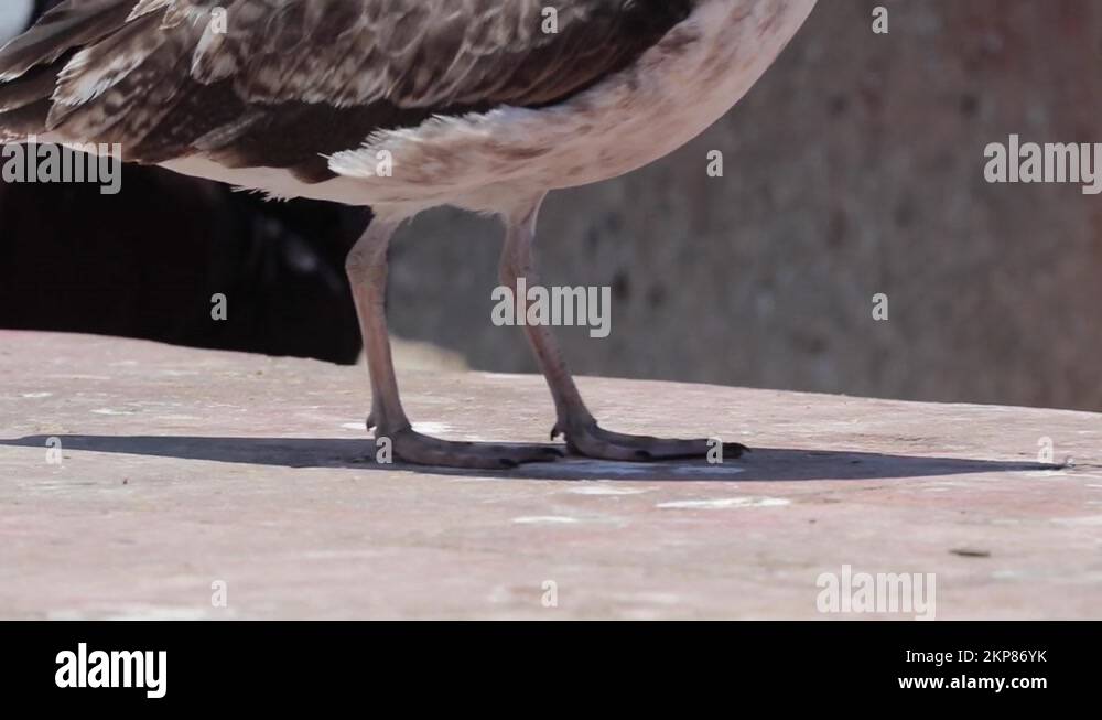 Seagull legs Stock Videos & Footage - HD and 4K Video Clips - Alamy
