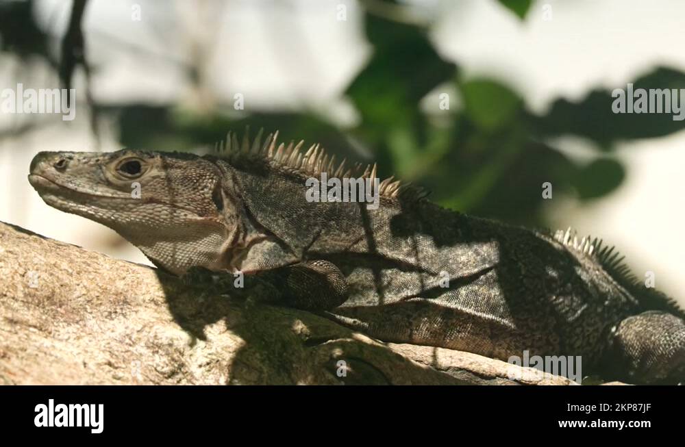 close up side view of a black spiny-tailed iguana at manuel antonio ...
