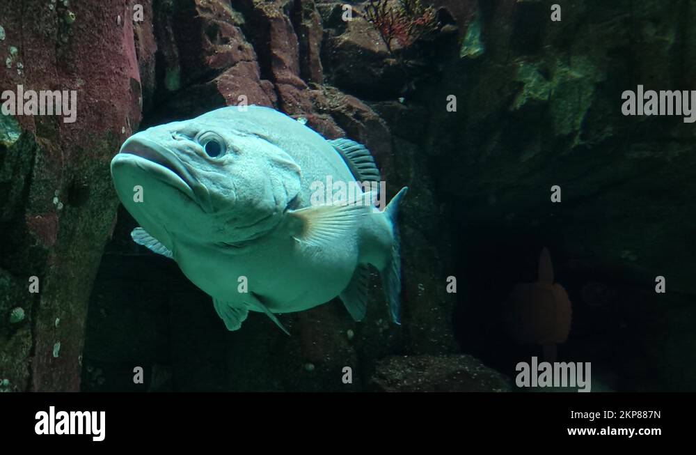 Deep sea fish underwater Stock Videos & Footage - HD and 4K Video Clips ...