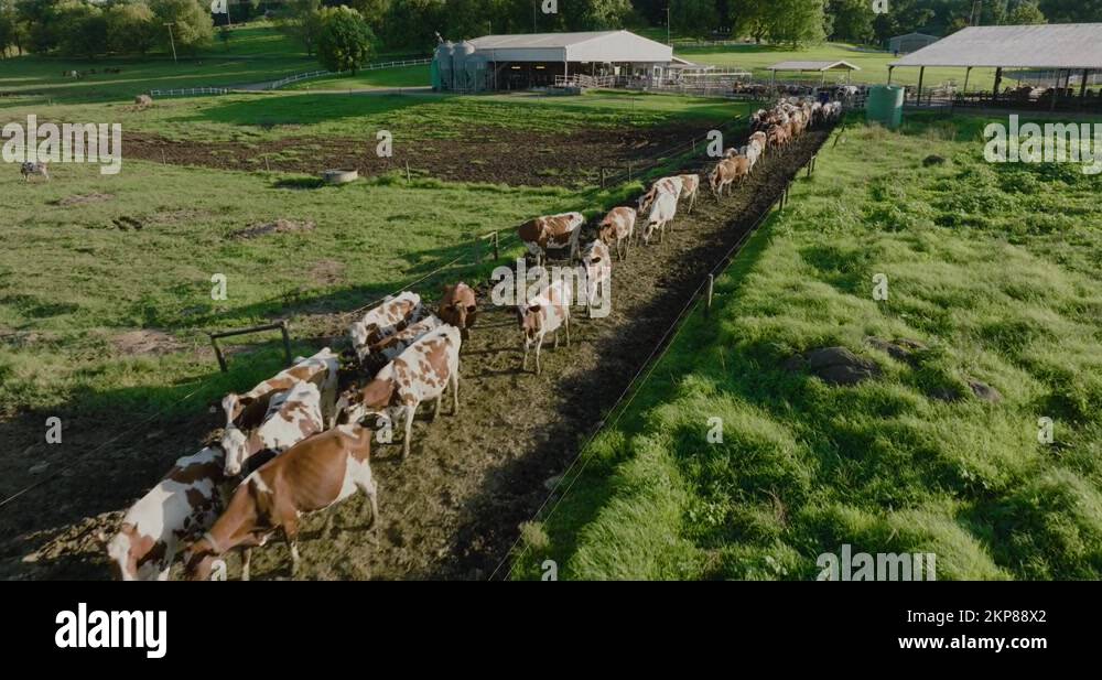 Dairy cows walking milking Stock Videos & Footage - HD and 4K Video ...