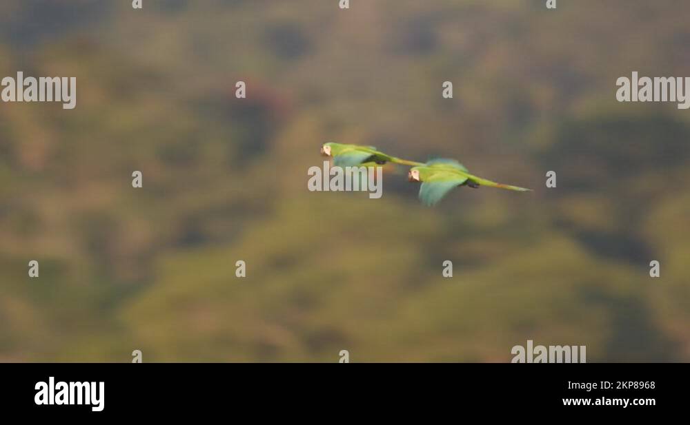 Macaws flying Stock Videos & Footage - HD and 4K Video Clips - Alamy