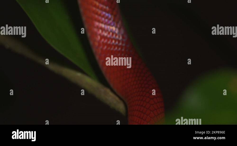 Pedestal up red body of coral snake hidden in leaves Tambopata, Peru ...