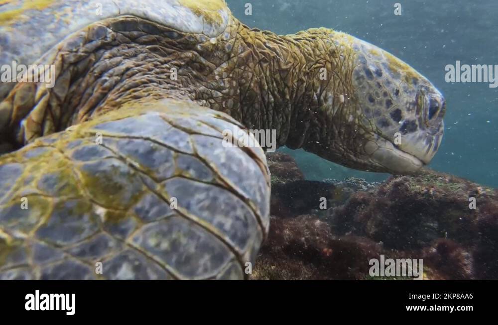 Thegalapagosislands Stock Videos & Footage - HD and 4K Video Clips - Alamy