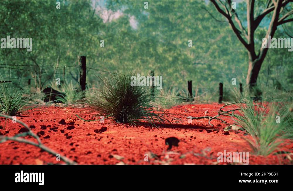 Red australian sand Stock Videos & Footage - HD and 4K Video Clips - Alamy