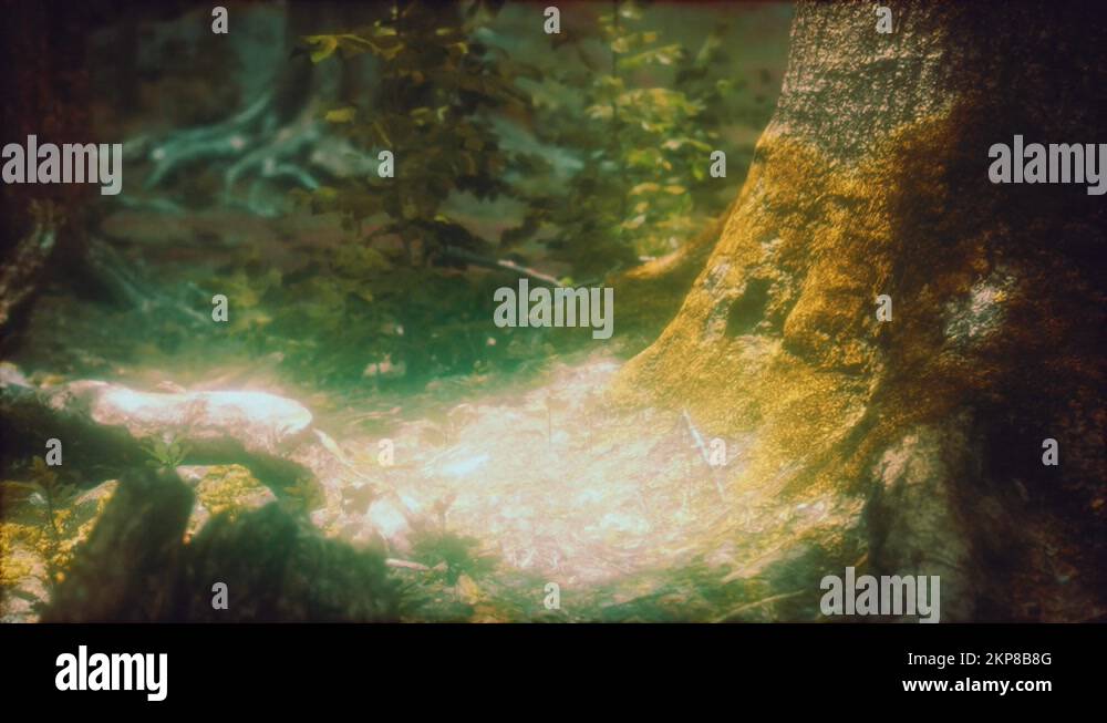 Green roots root wood Stock Videos & Footage - HD and 4K Video Clips ...