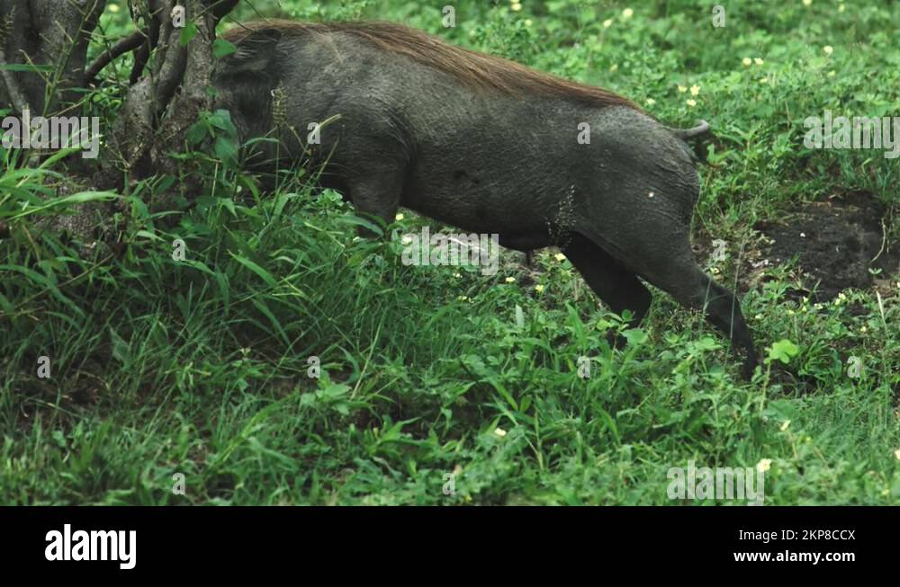 Disappearing animals Stock Videos & Footage - HD and 4K Video Clips - Alamy