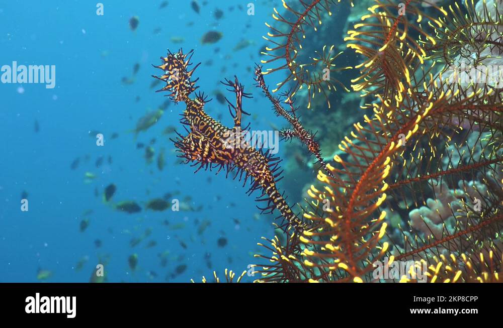 Ocean pipefish Stock Videos & Footage - HD and 4K Video Clips - Alamy