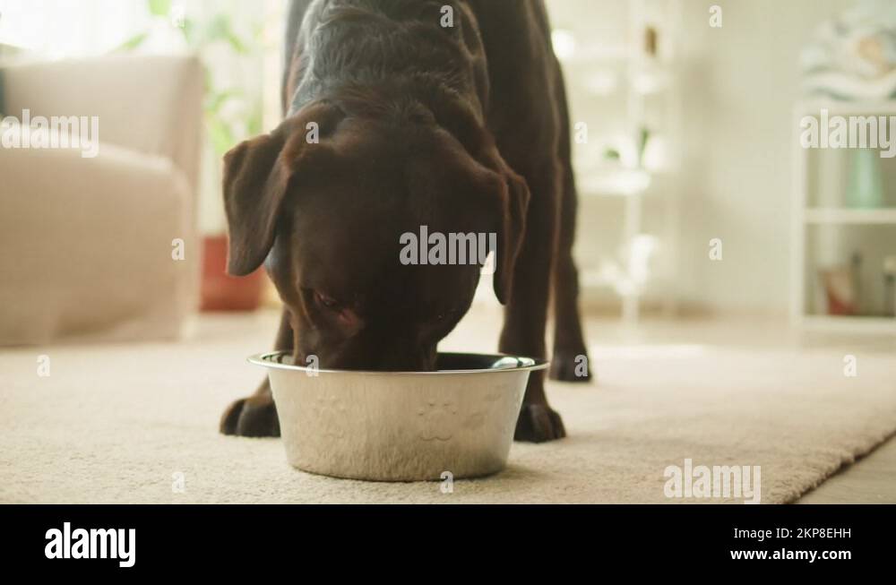 Labrador dog eating. Hungry brown retriever having meal close-up ...