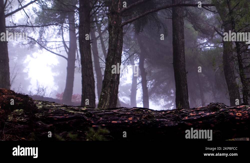 Light behind trees Stock Videos & Footage - HD and 4K Video Clips - Alamy