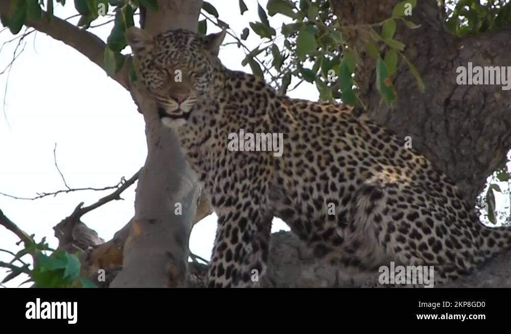 Leopard in tree ngorongoro Stock Videos & Footage - HD and 4K Video ...