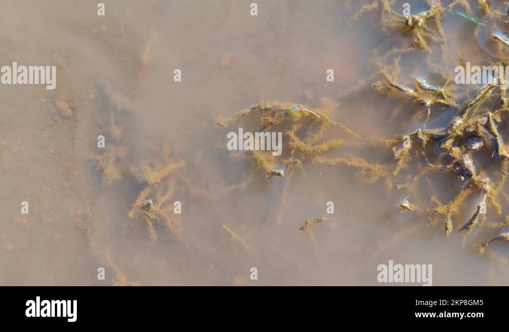 Aqua roots Stock Videos & Footage - HD and 4K Video Clips - Alamy