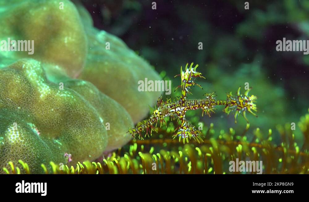 Reef pipefish Stock Videos & Footage - HD and 4K Video Clips - Alamy