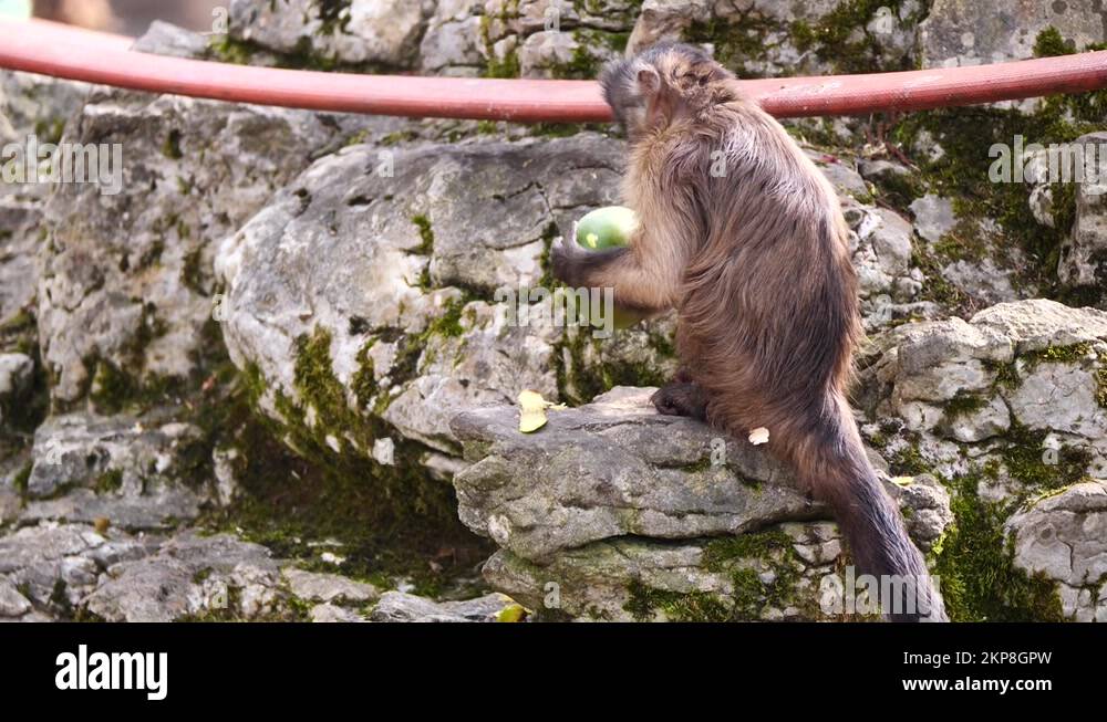 Monkey holding fruit Stock Videos & Footage - HD and 4K Video Clips - Alamy