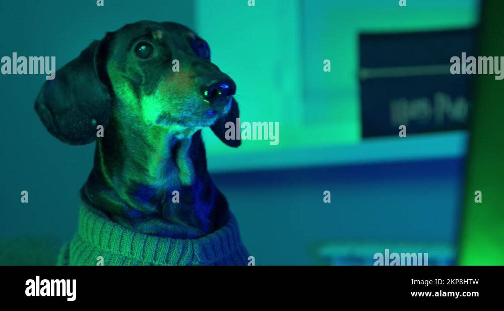 Hacker the dog Stock Videos & Footage - HD and 4K Video Clips - Alamy