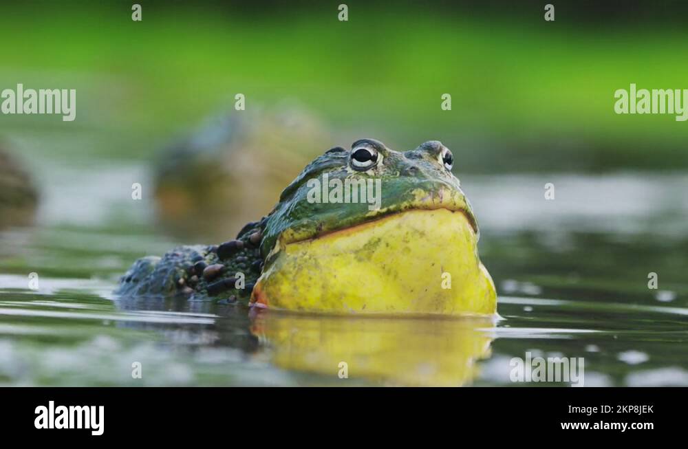 Close Up Of Colorful Huge Bullfrog Expanding Its Throat To Attract Females Stock Video Footage ...