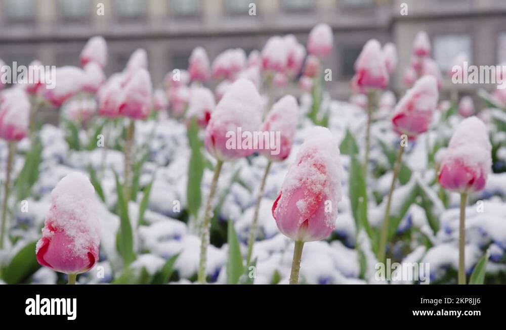 Late frost Stock Videos & Footage - HD and 4K Video Clips - Alamy