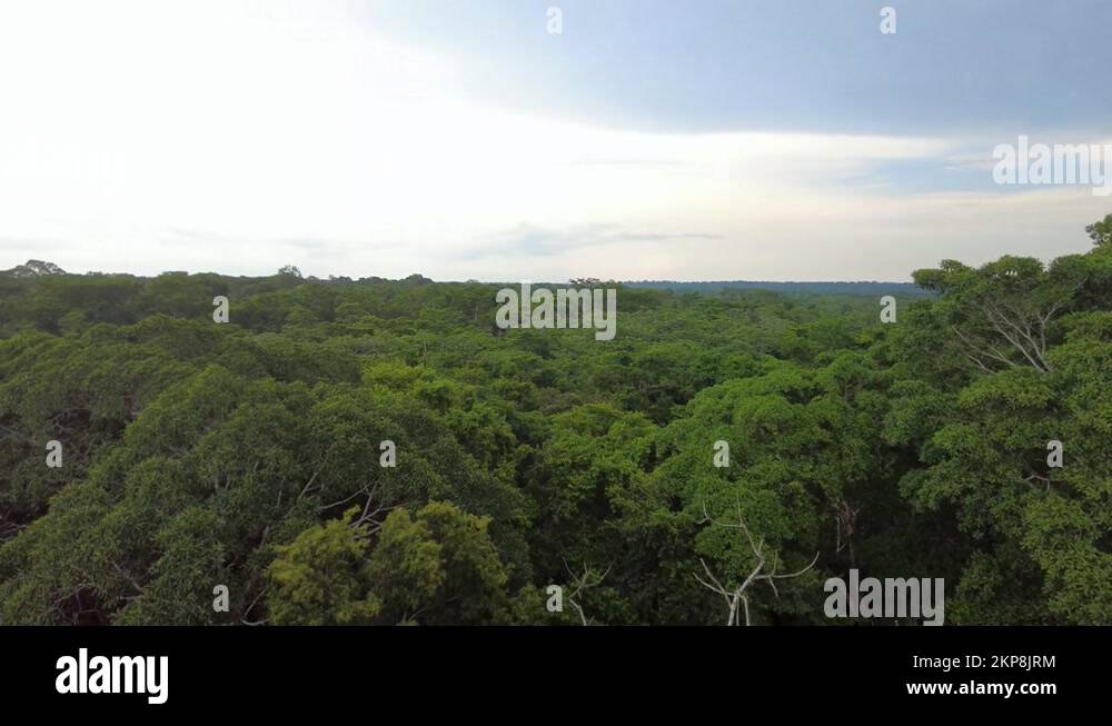 Amazon rainforest trees canopy Stock Videos & Footage - HD and 4K Video ...