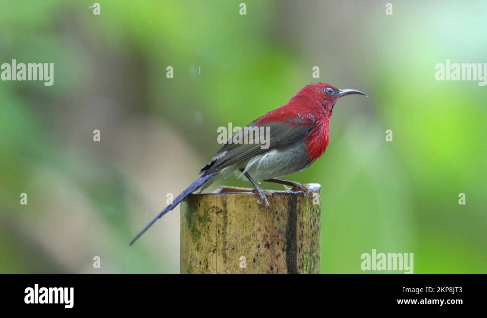 Fresh water bird Stock Videos & Footage - HD and 4K Video Clips - Alamy