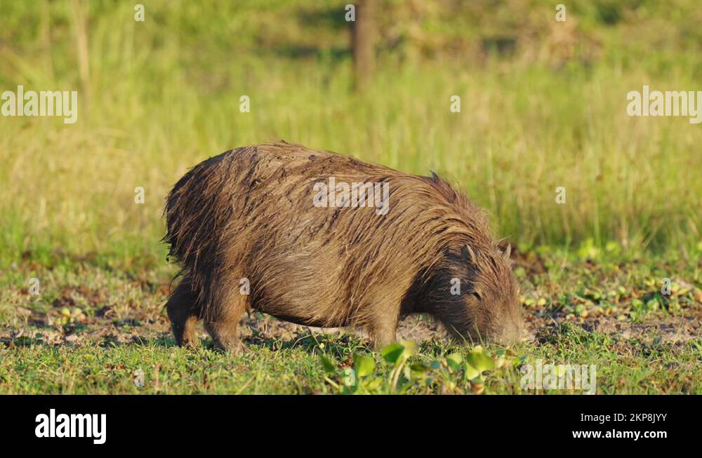Hungry capybara, hydrochoerus hydrochaeris grazing across the grassy ...