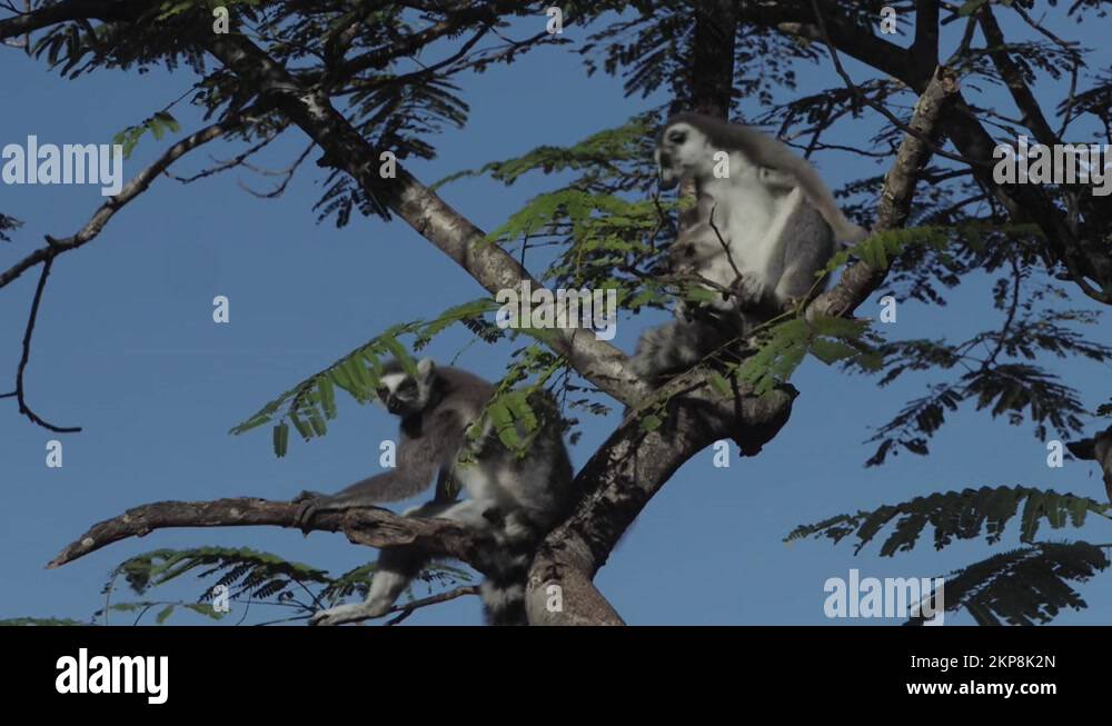 Katta madagascar Stock Videos & Footage - HD and 4K Video Clips - Alamy