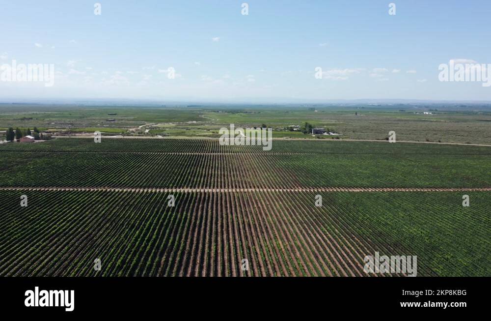 Uco vineyard Stock Videos & Footage - HD and 4K Video Clips - Alamy