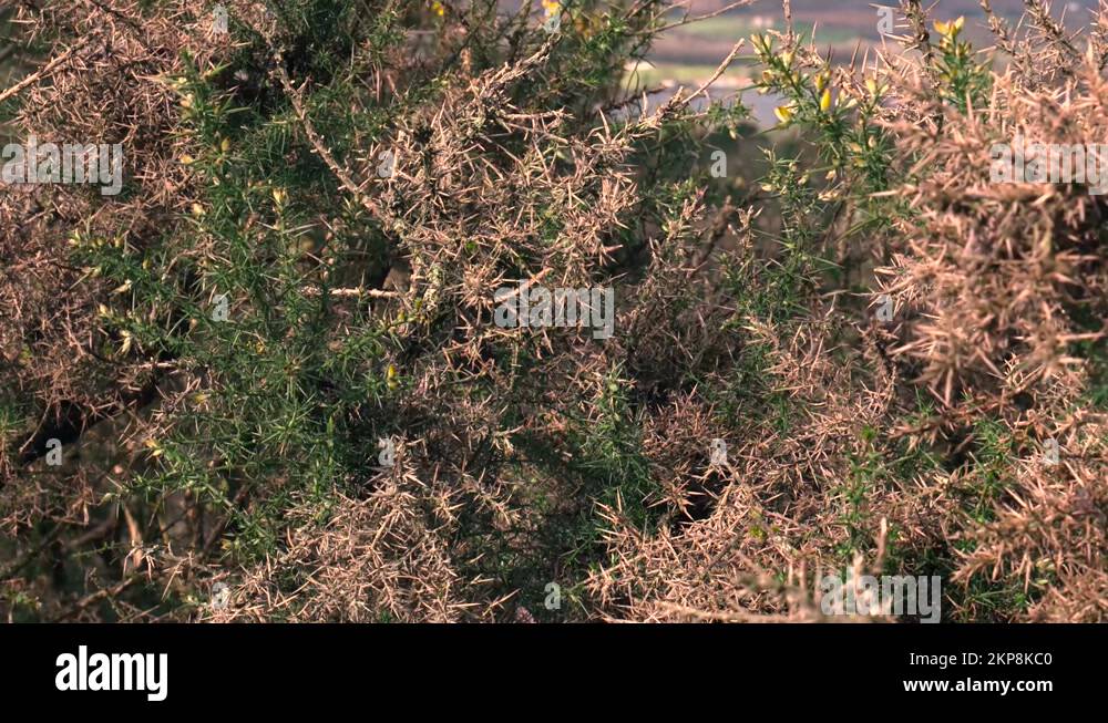 Sharp spiky spike thorny thorn Stock Videos & Footage - HD and 4K Video ...