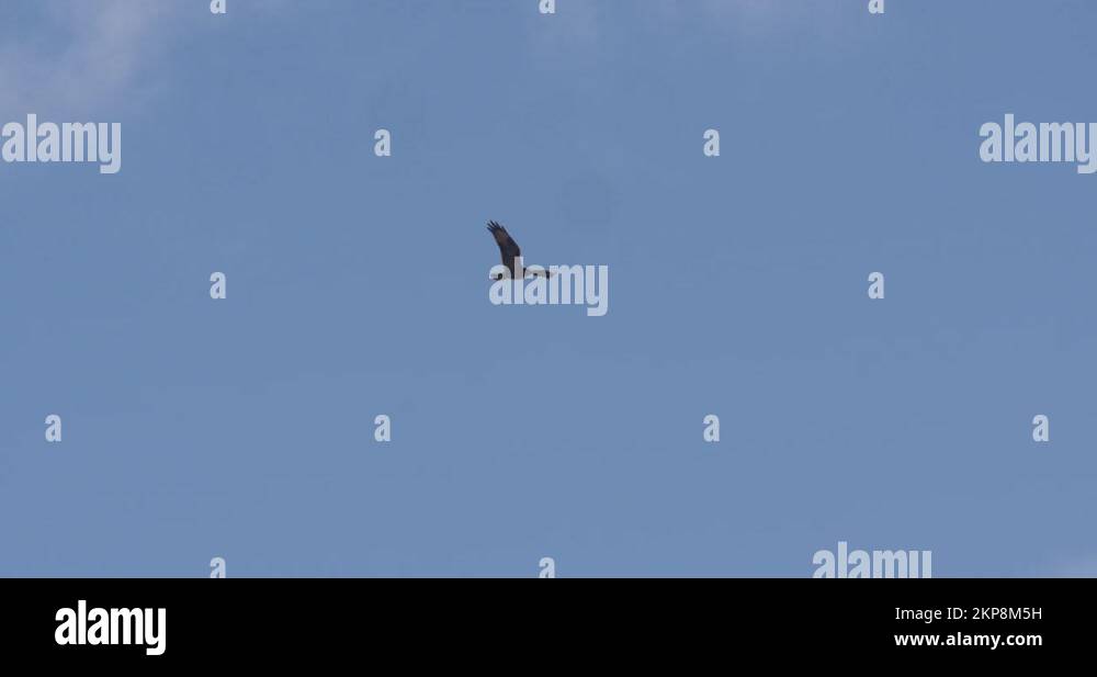 Raptor soaring Stock Videos & Footage - HD and 4K Video Clips - Alamy