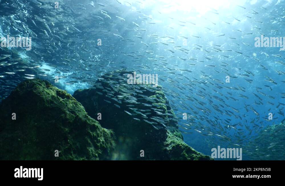 sun ray beam fish underwater surface of water slow ocean scenery ...