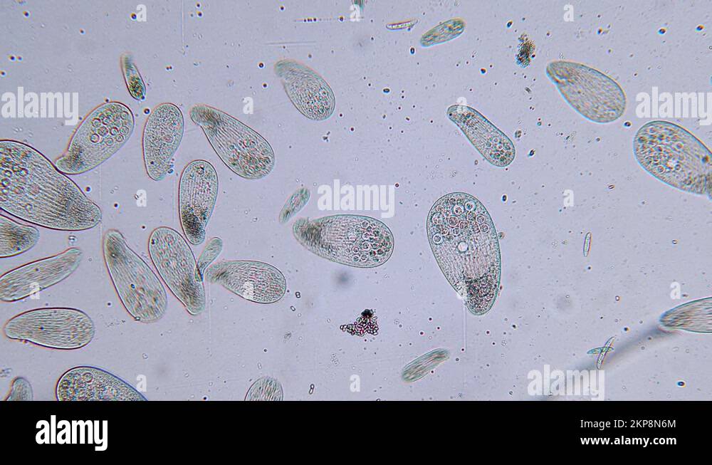 High density of unicellular paramecium protozoa under microscope Stock ...