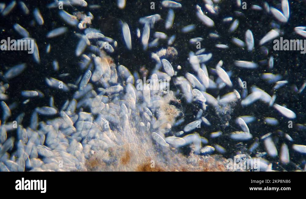 High density of unicellular paramecium protozoa under microscope Stock ...