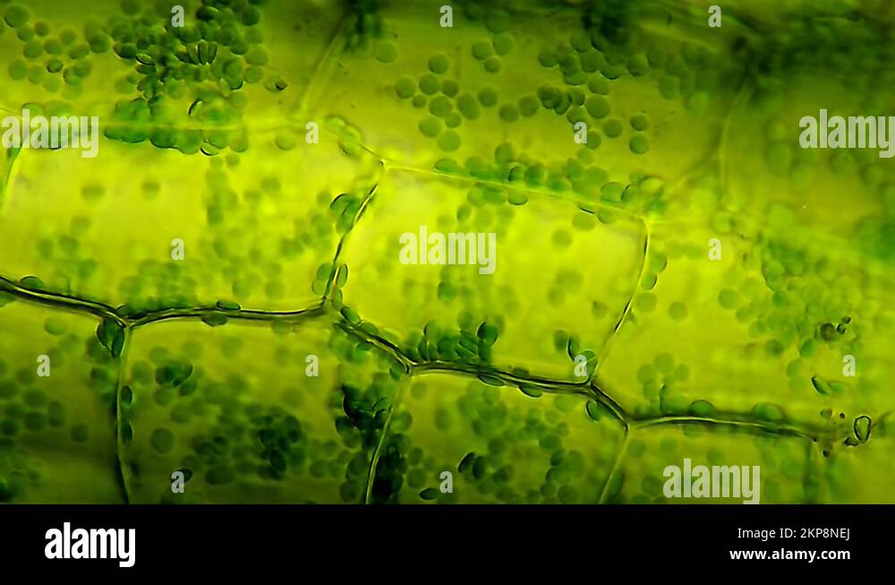 Leaf cells microscopic view Stock Video Footage - Alamy