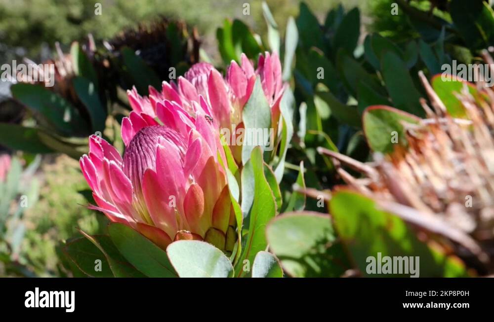 Protea shrub Stock Videos & Footage - HD and 4K Video Clips - Alamy