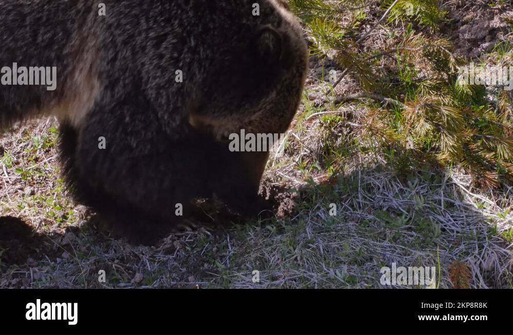 Bear digging Stock Videos & Footage - HD and 4K Video Clips - Alamy