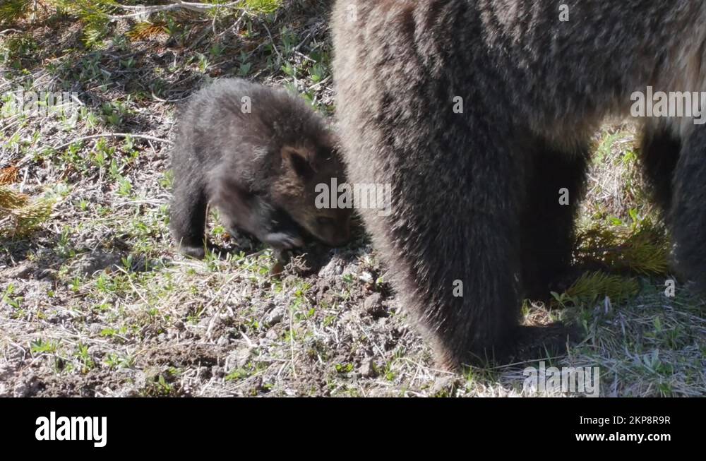 Grizzly bear cub Stock Videos & Footage - HD and 4K Video Clips - Alamy