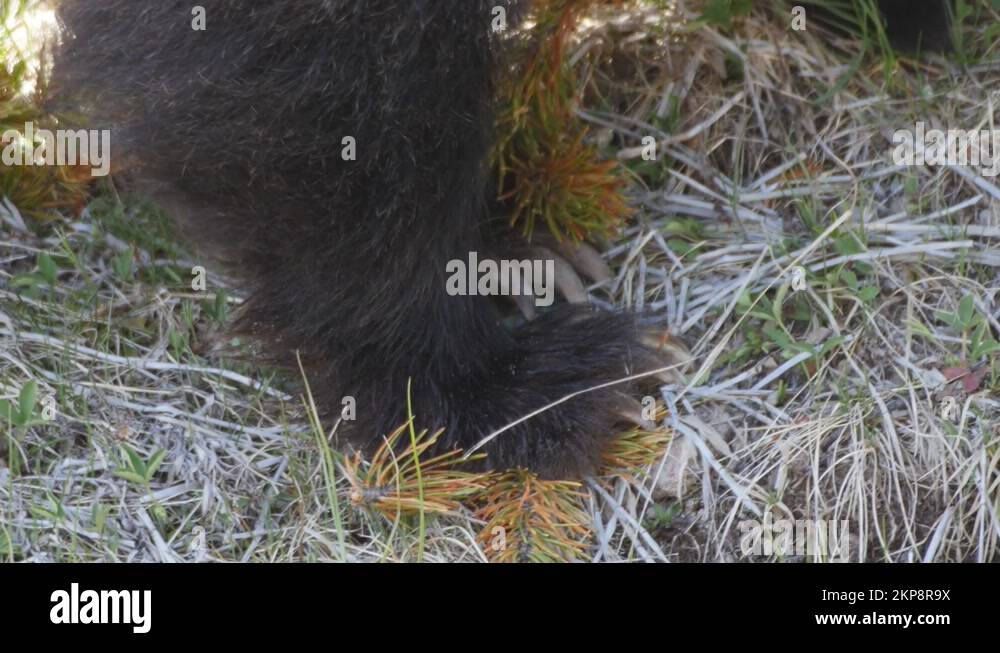 Grizzly bear claws Stock Videos & Footage - HD and 4K Video Clips - Alamy