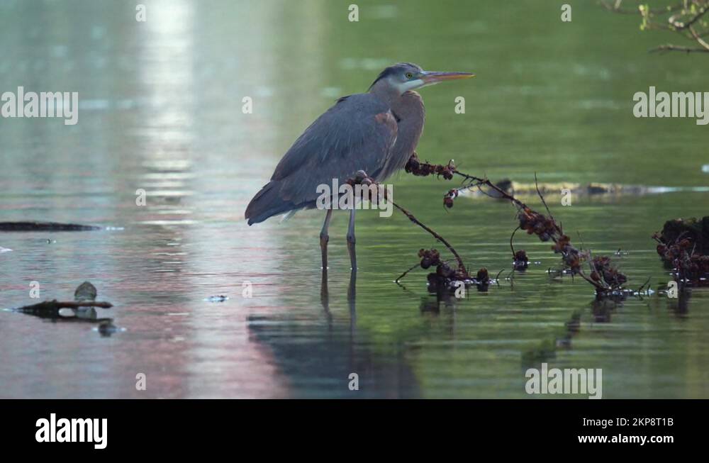 Heron feet Stock Videos & Footage - HD and 4K Video Clips - Alamy