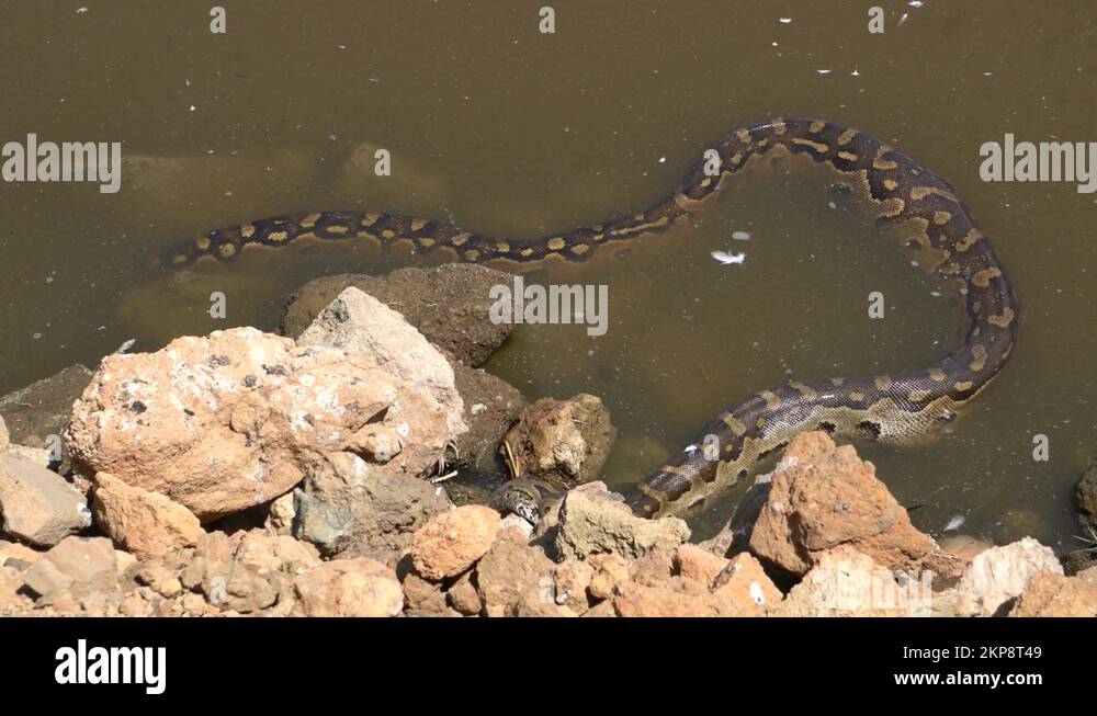 African rock python kenya Stock Videos & Footage - HD and 4K Video ...