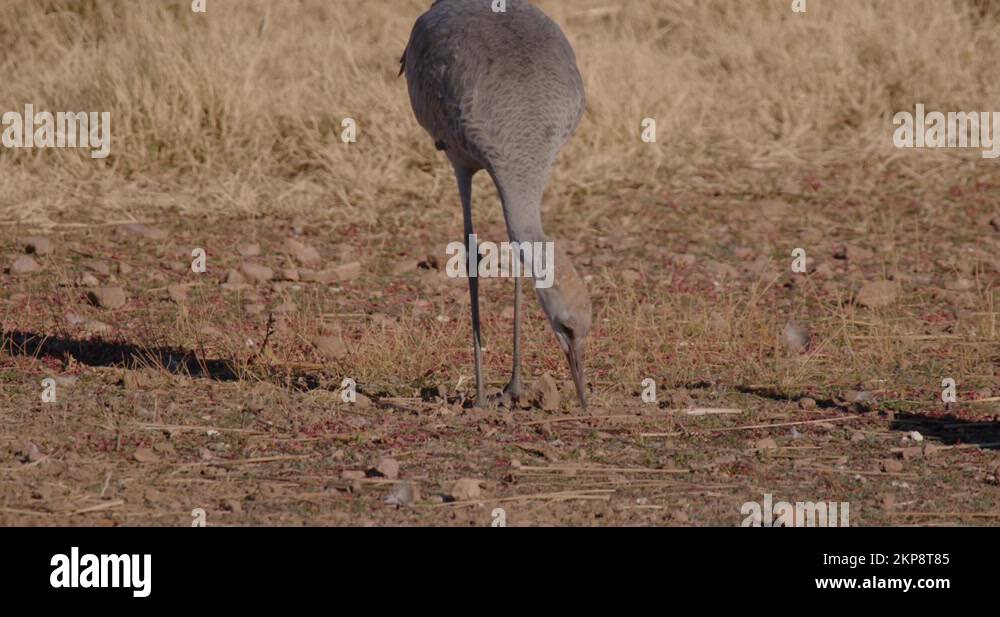 Sandhill Crane Bird Feeding Probing with Bill in Ground Shore Mud Stock ...
