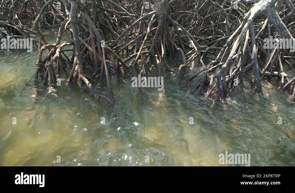 Mangrove forest roots with tidal ocean in Thailand Stock Video Footage ...