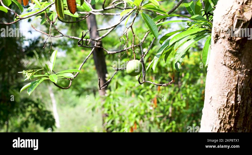 Cerbera Odollam Fruit Hanging on a Green Tree in Thailand. Poisonous ...