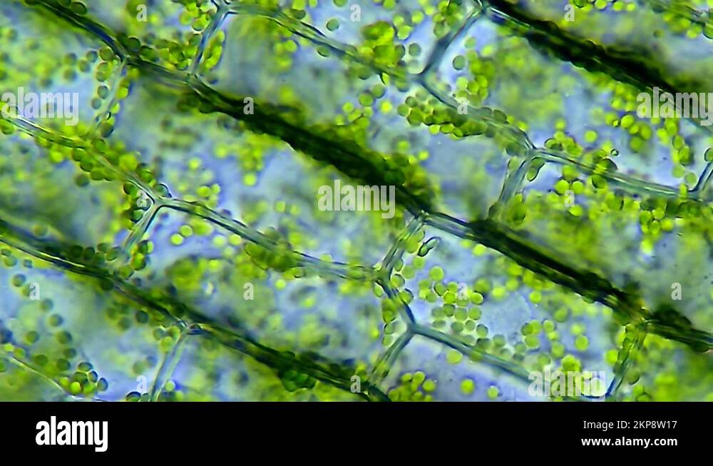 Microscopic leaf Stock Videos & Footage - HD and 4K Video Clips - Alamy