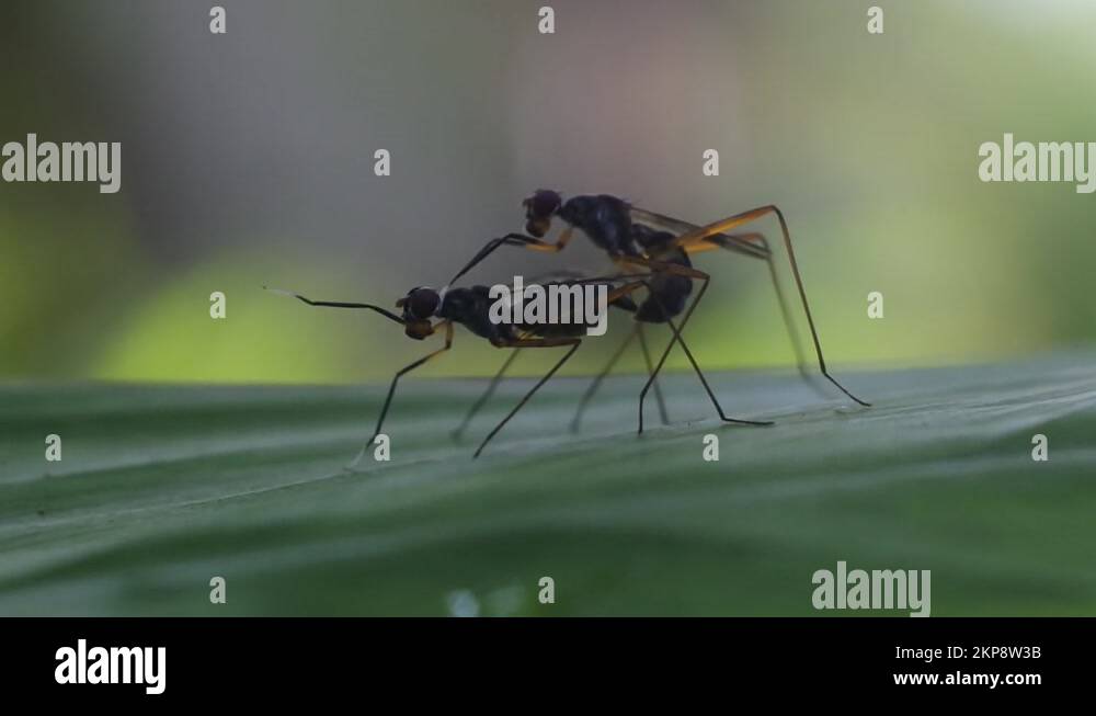 Insect bug wildlife mating animal Stock Videos & Footage - HD and 4K ...