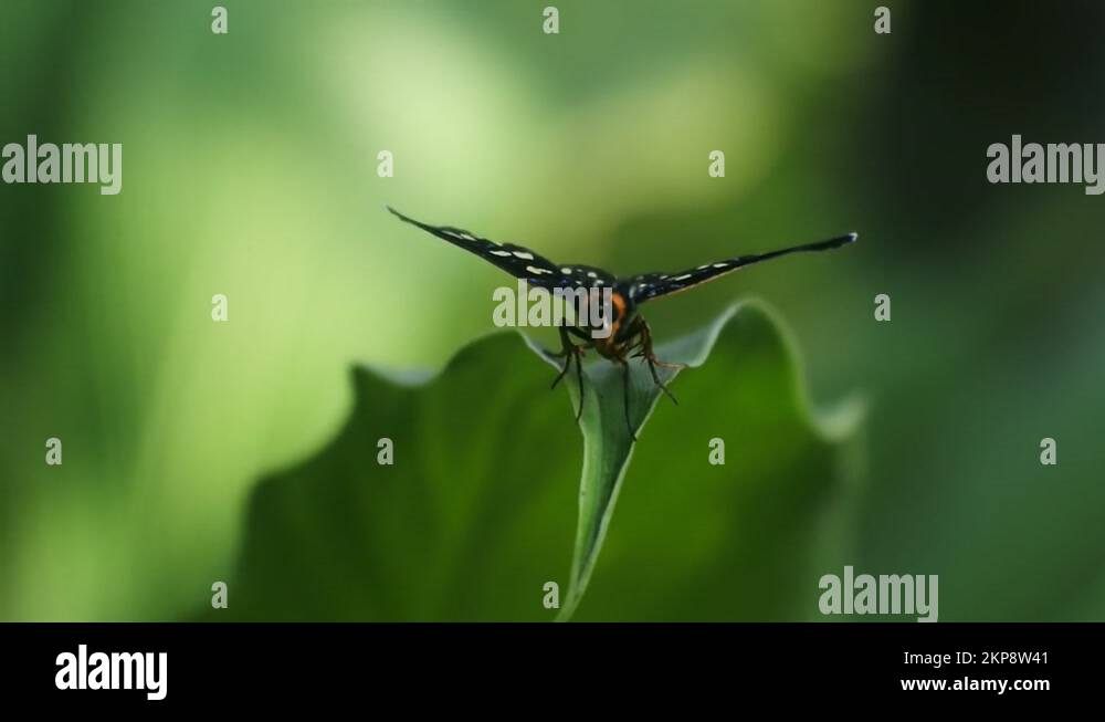 Butterfly flight pattern Stock Videos & Footage - HD and 4K Video Clips ...
